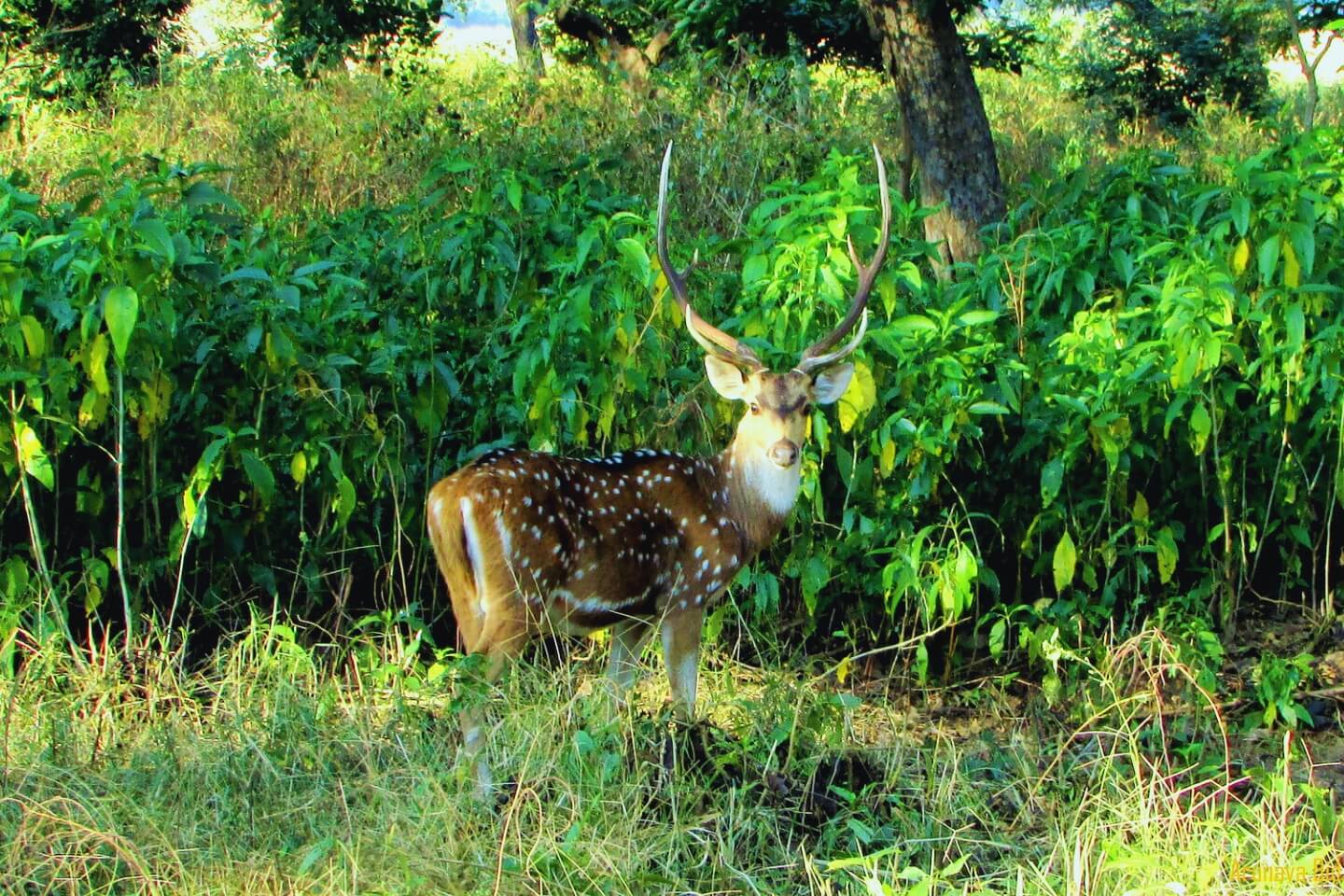Rajaji National Park Haridwar (Entry Fee, Timings, Safari, Best time to ...