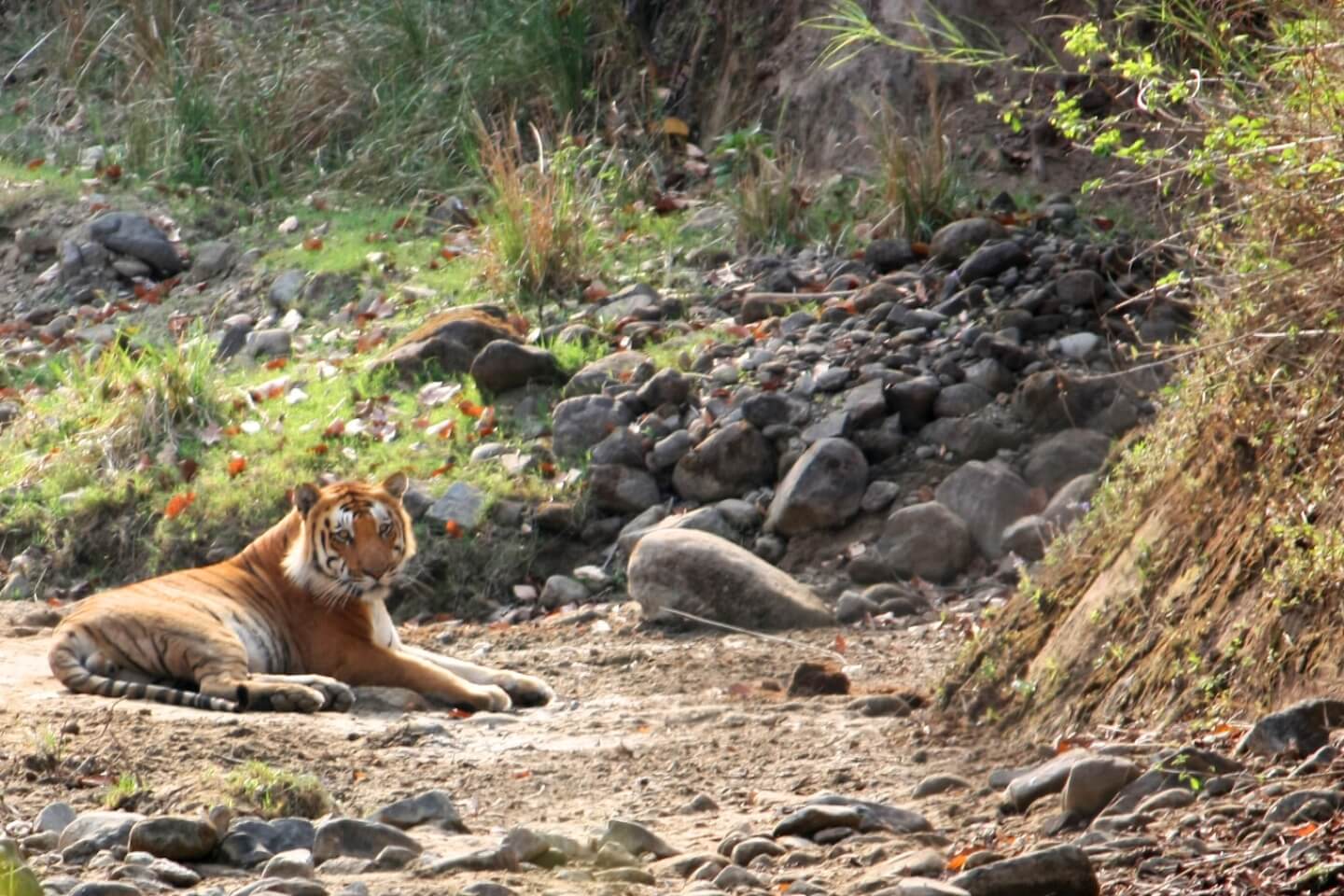 Rajaji National Park Haridwar (Entry Fee, Timings, Safari, Best time to ...