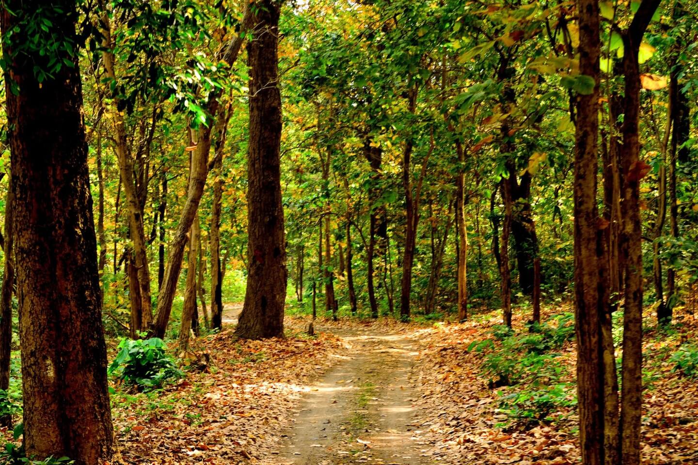 Rajaji National Park Haridwar (Entry Fee, Timings, Safari, Best time to ...