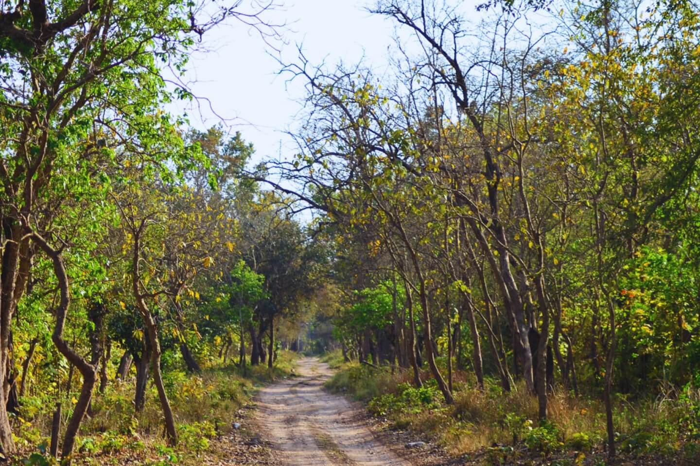 Rajaji National Park Haridwar (Entry Fee, Timings, Safari, Best time to ...